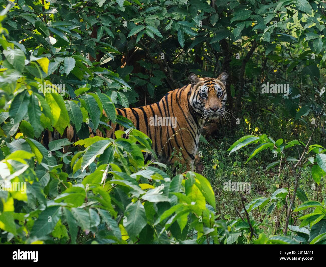 Tiger in India Stock Photo - Alamy