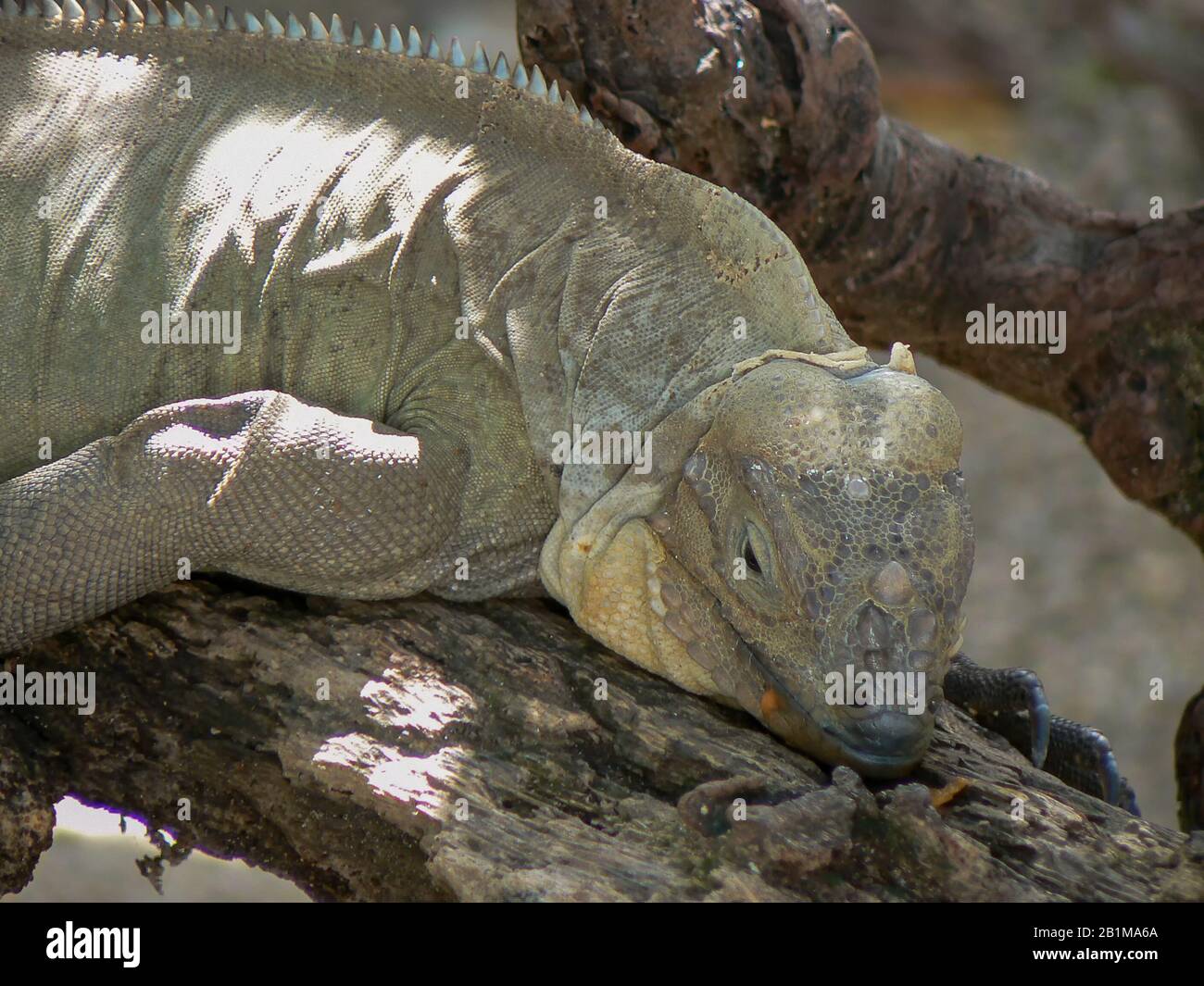 Iguana dominican republic fauna hi-res stock photography and images - Alamy