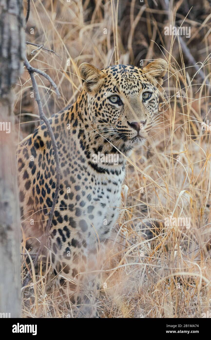 A leopard at Panna National Park in India Stock Photo - Alamy
