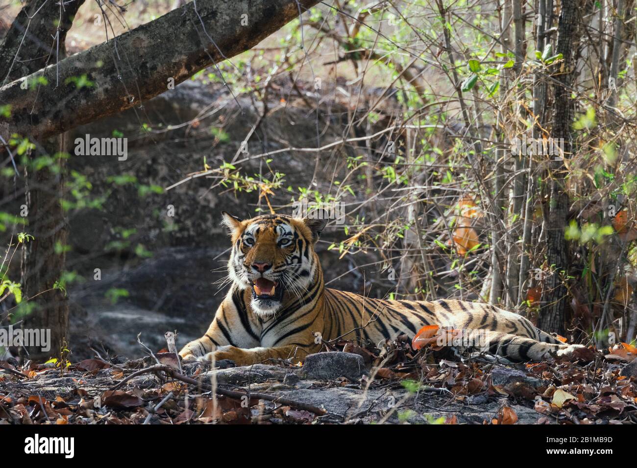 Tiger at Bandhavgarh National Park in Madhya Pradesh in India Stock ...