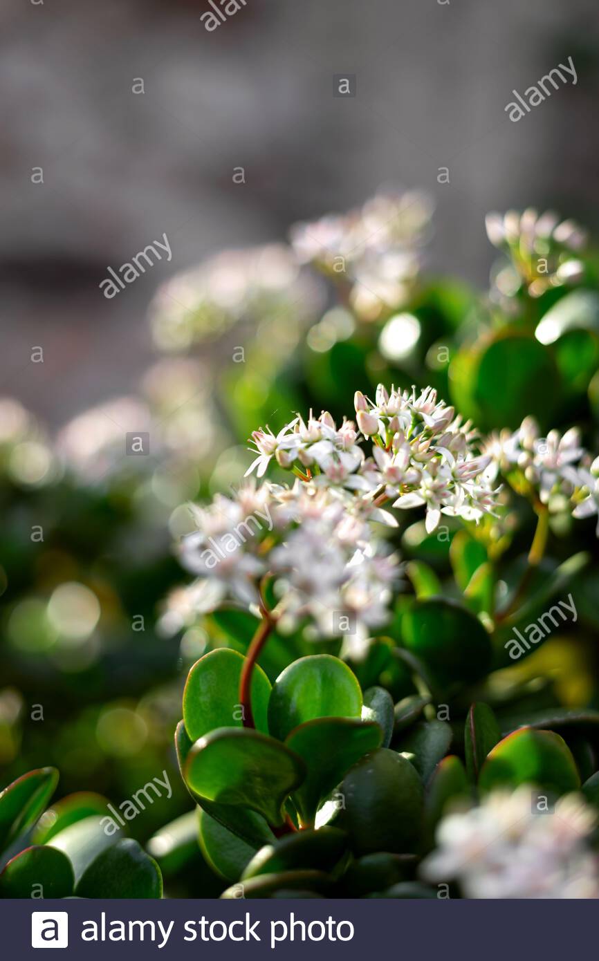 Crassula Ovata Stock Photos & Crassula Ovata Stock Images - Alamy