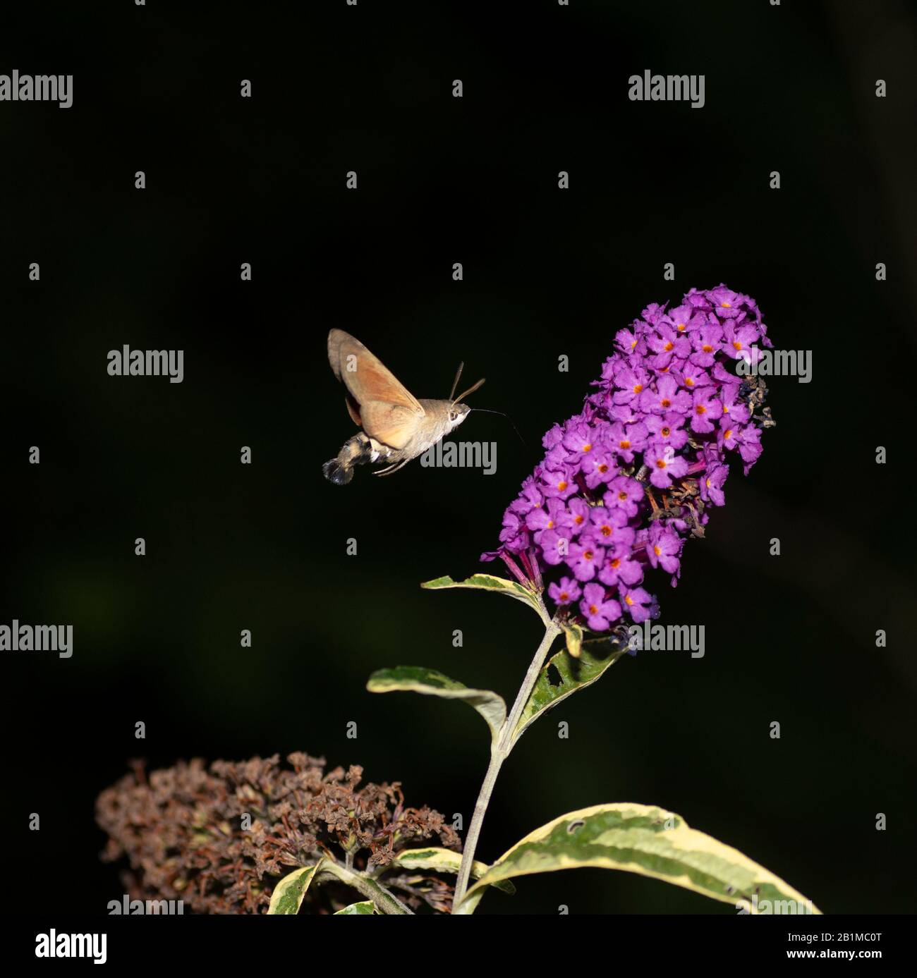 Hummingbird hawk moth buddleja hi-res stock photography and images - Alamy