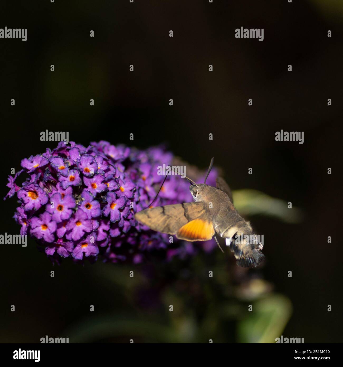 Hummingbird hawk moth buddleja hi-res stock photography and images - Alamy