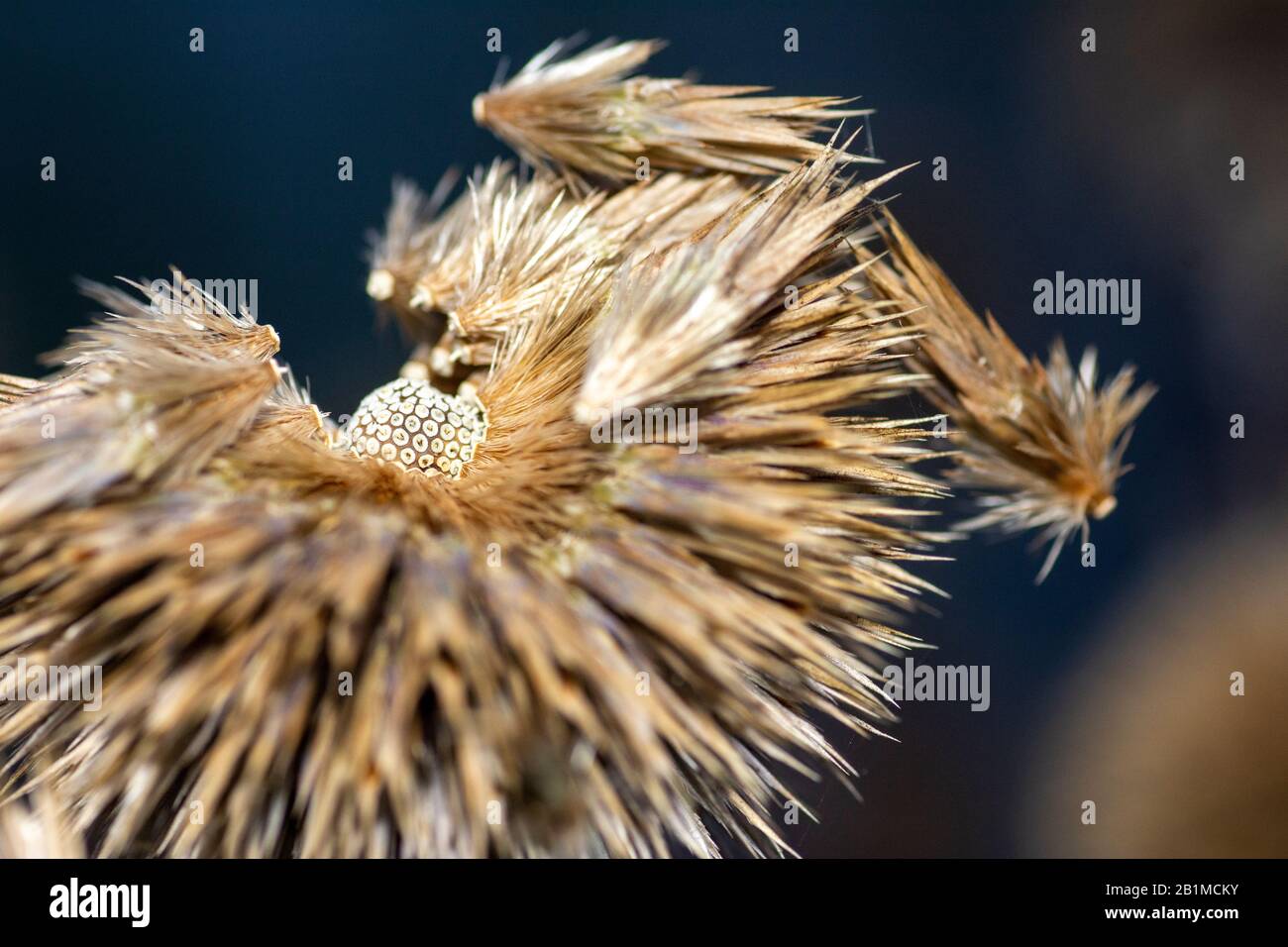 Teasel dried head hi-res stock photography and images - Alamy