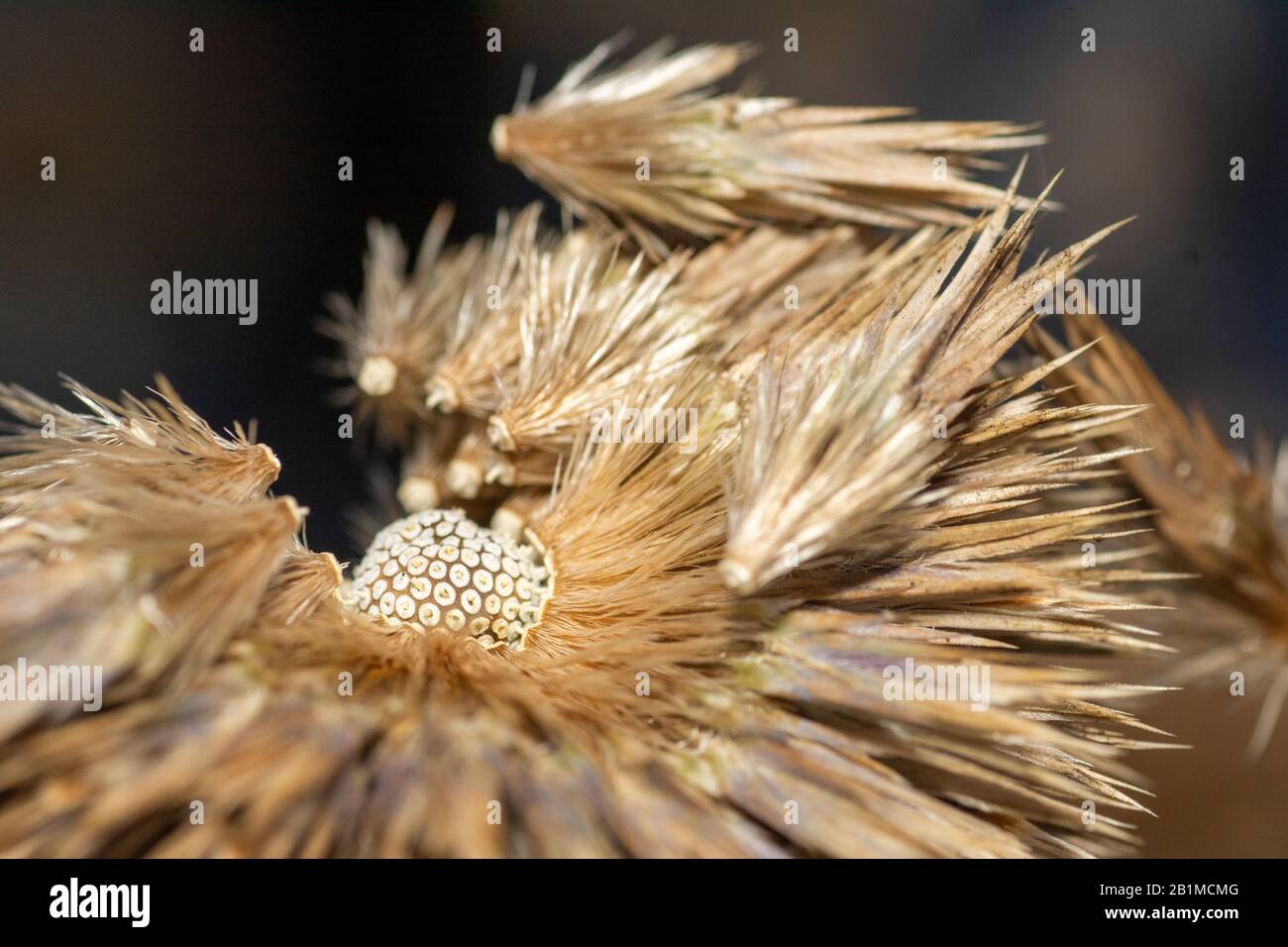 Dried teasel flower head hi-res stock photography and images - Alamy