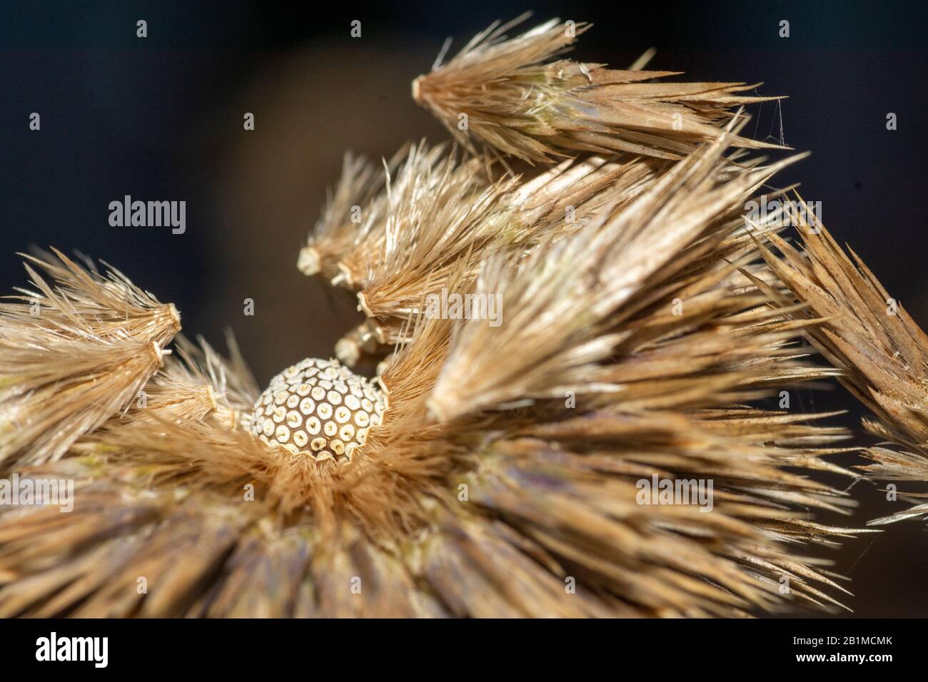 Dried teasel (Dipsacus fullonum) head Stock Photo - Alamy
