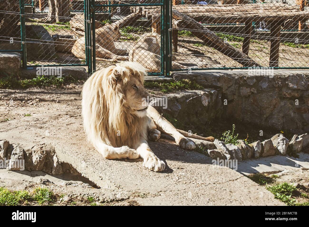 Lion in the ZOO Stock Photo - Alamy