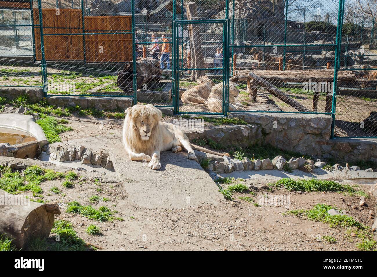 Lion in the ZOO Stock Photo - Alamy