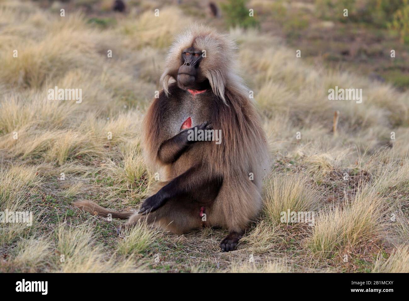 Theropithecus gelada hi-res stock photography and images - Alamy