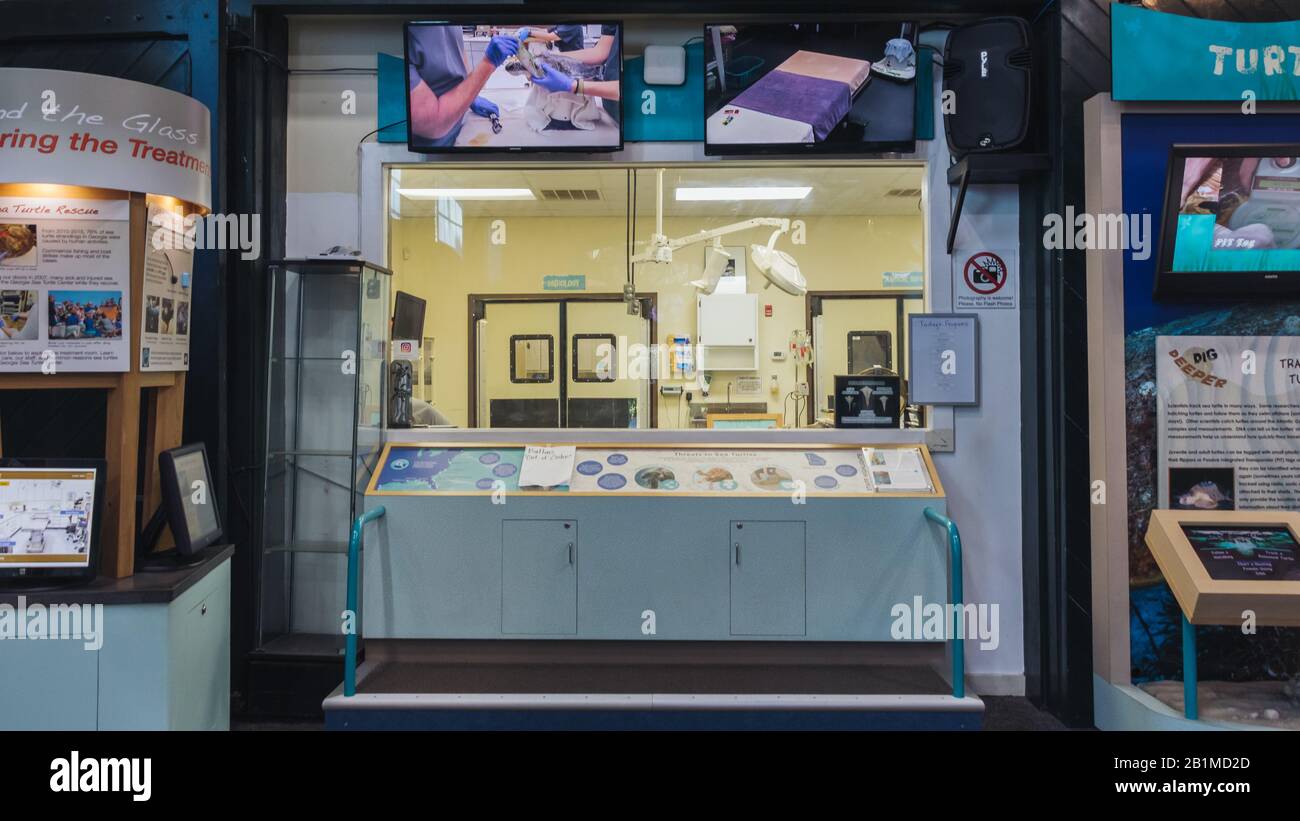 Georgia sea turtle hi-res stock photography and images - Alamy