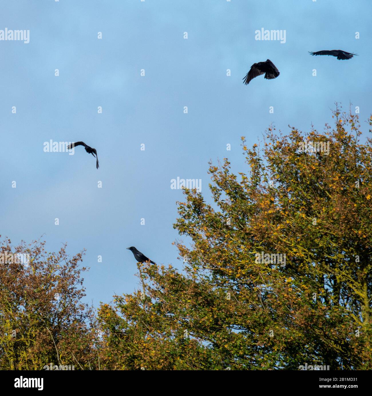 Rooks tree hi-res stock photography and images - Alamy