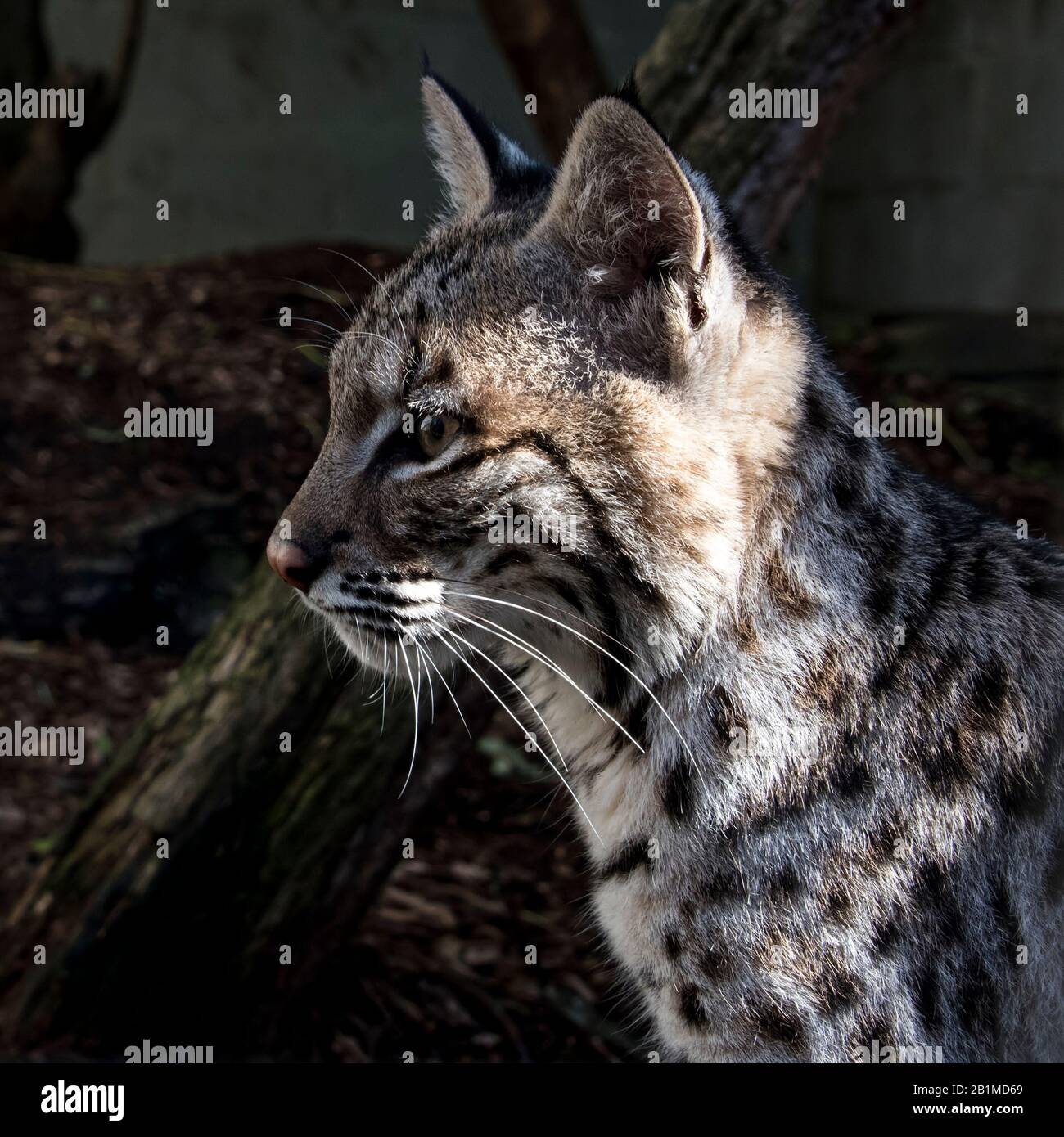 UK, Welwyn - October 2017: Young Bob Cat in captivity - close up Stock ...