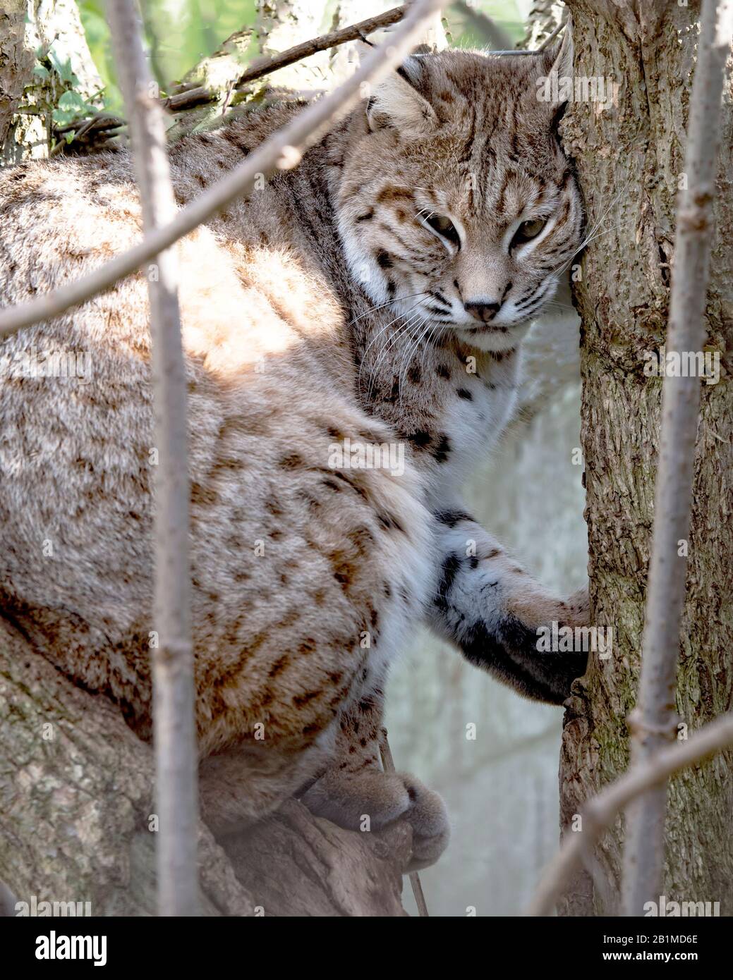 Asian wildcat hi-res stock photography and images - Alamy
