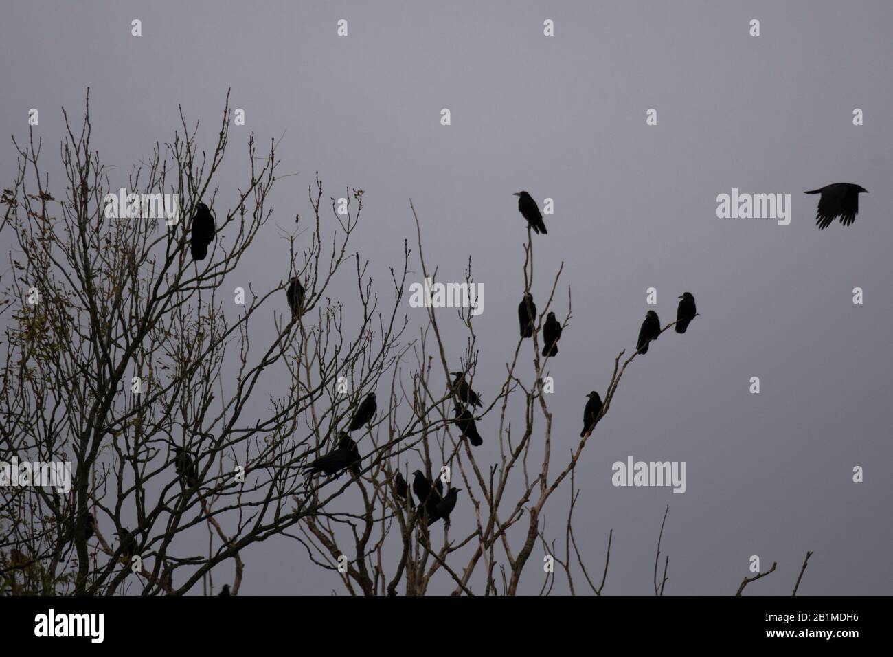 Flying rooks hi-res stock photography and images - Alamy