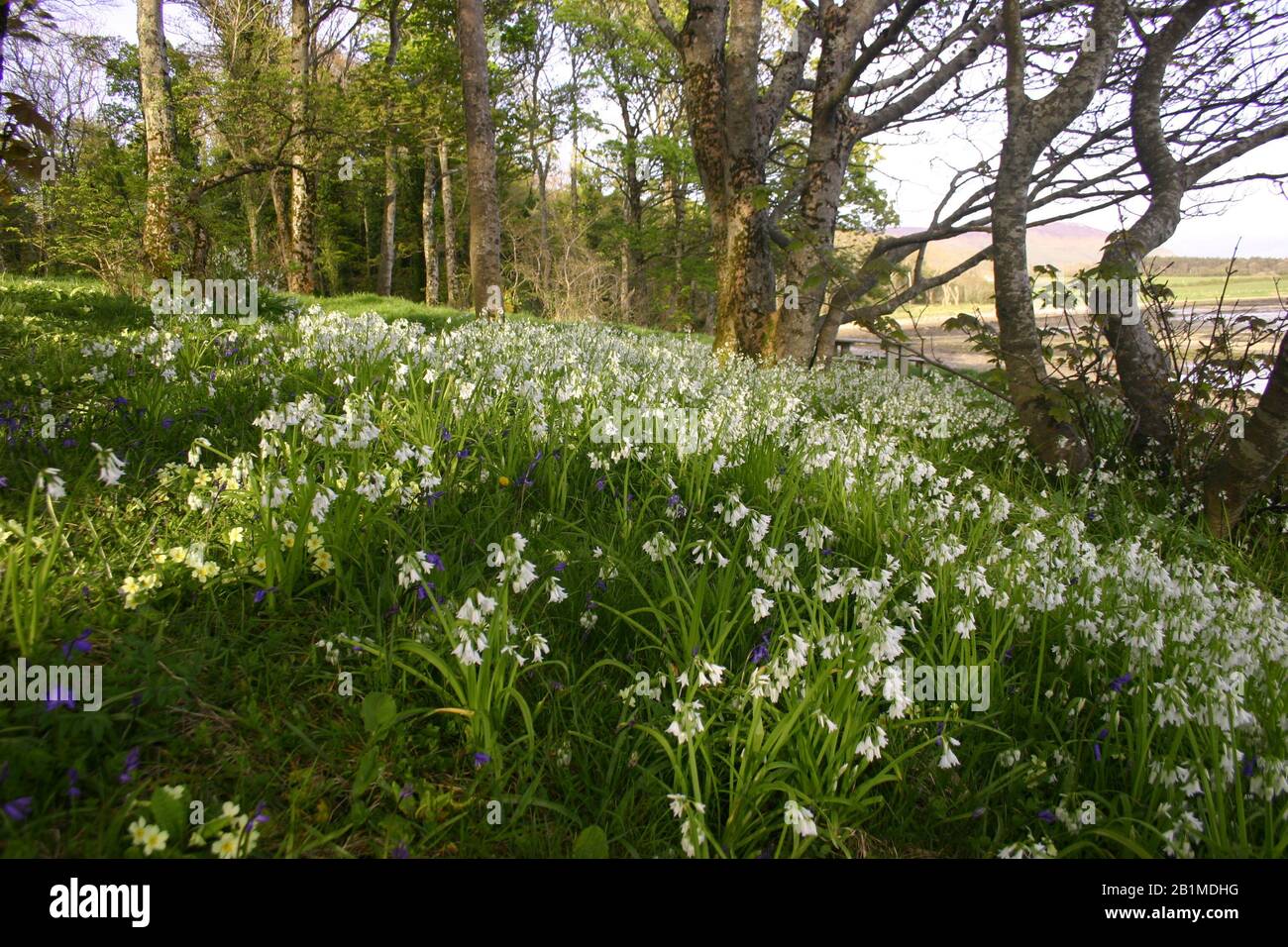 Blossoming snowdrops in forest hi-res stock photography and images - Alamy