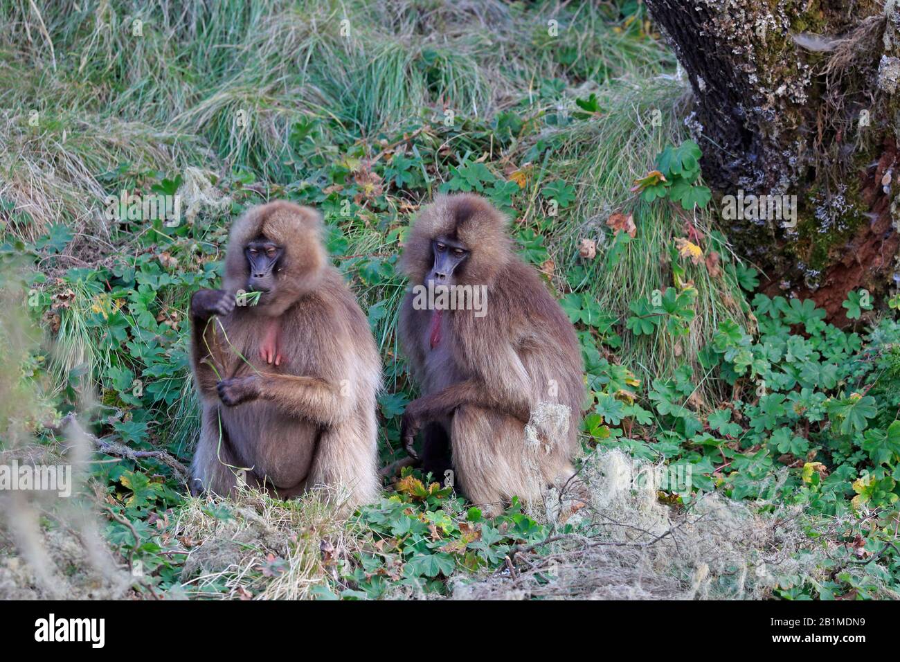 Geladas hi-res stock photography and images - Alamy