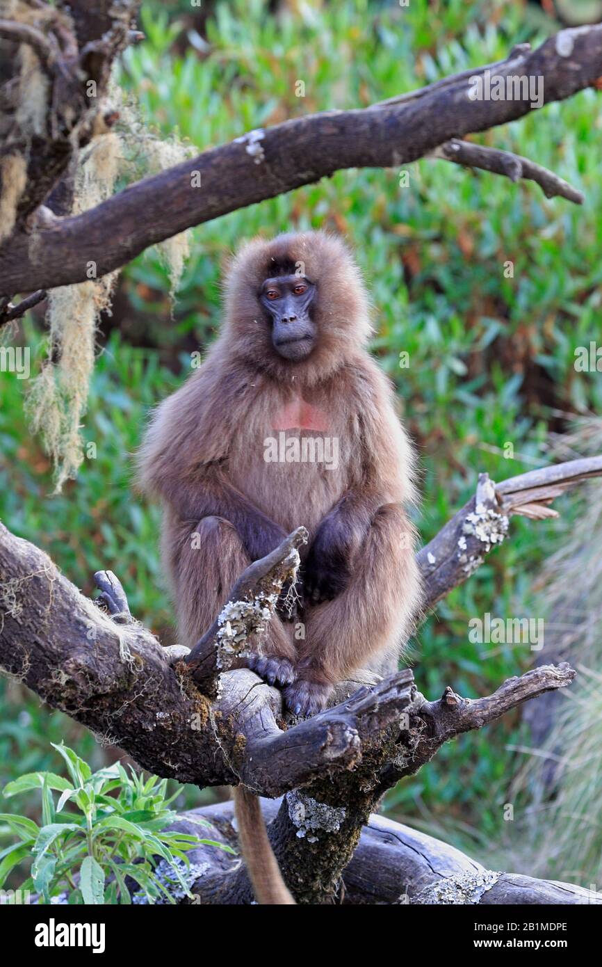 Female gelada hi-res stock photography and images - Alamy