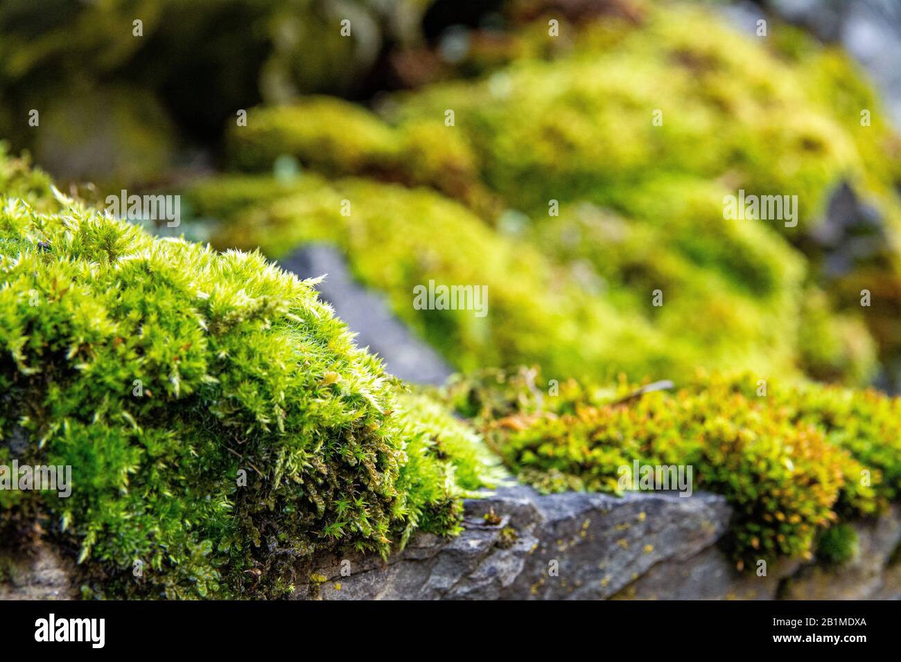 Moss over the stone Stock Photo - Alamy