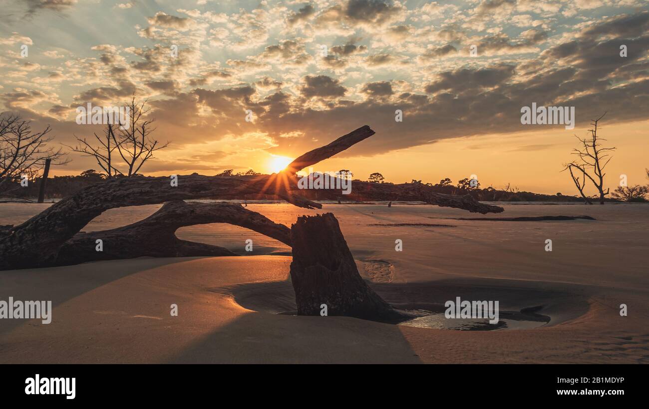Sun flare through dead wood with an amazing orange sunset on driftwood ...