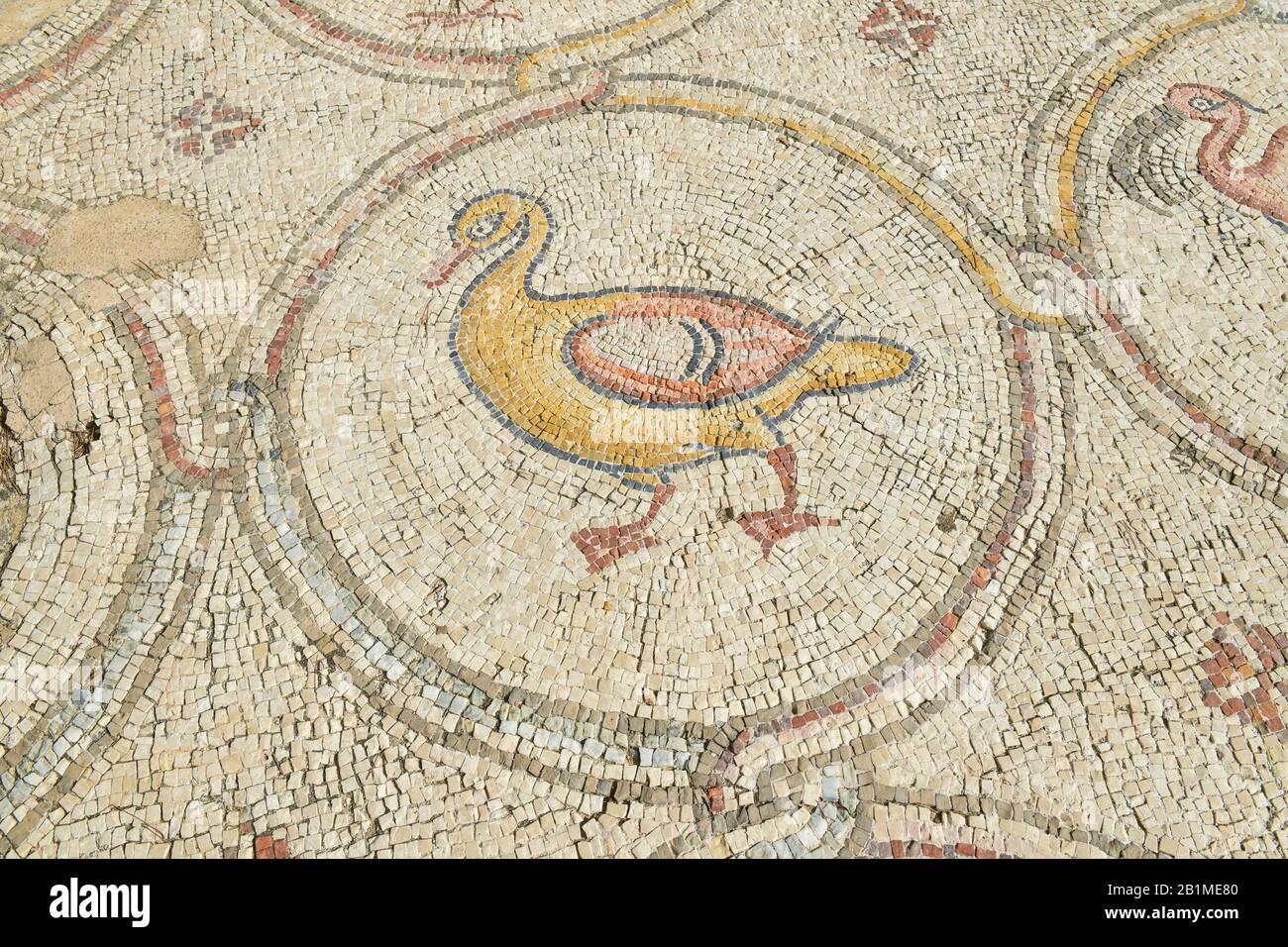 Ente, Haus der Vogelmosaike, Ausgrabungsstätte Caesarea, Israel Stock ...