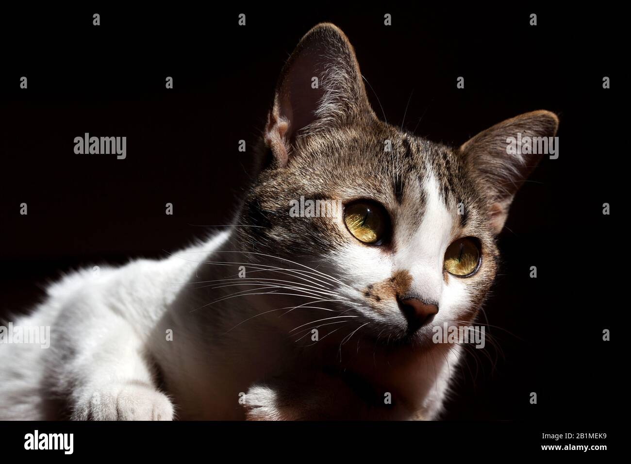 Female kitten hi-res stock photography and images - Alamy