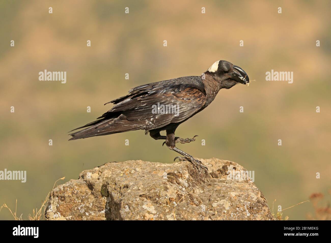 Thick-billed Raven in the Simien Mountains Ethiopia Stock Photo - Alamy