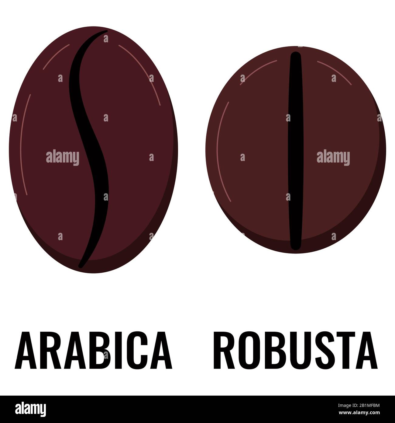 Arabica, robusta types of coffee grains icon set isolated on white ...