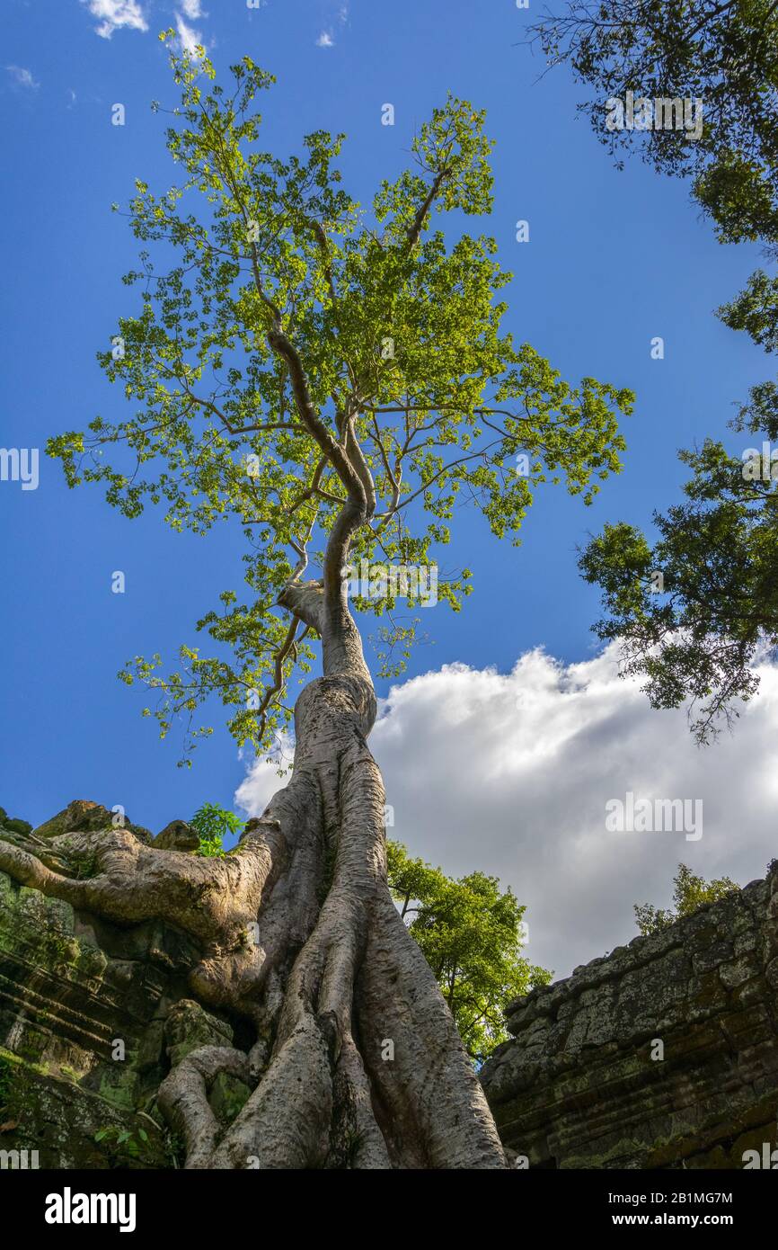 Old tree among Angkor temples Stock Photo - Alamy