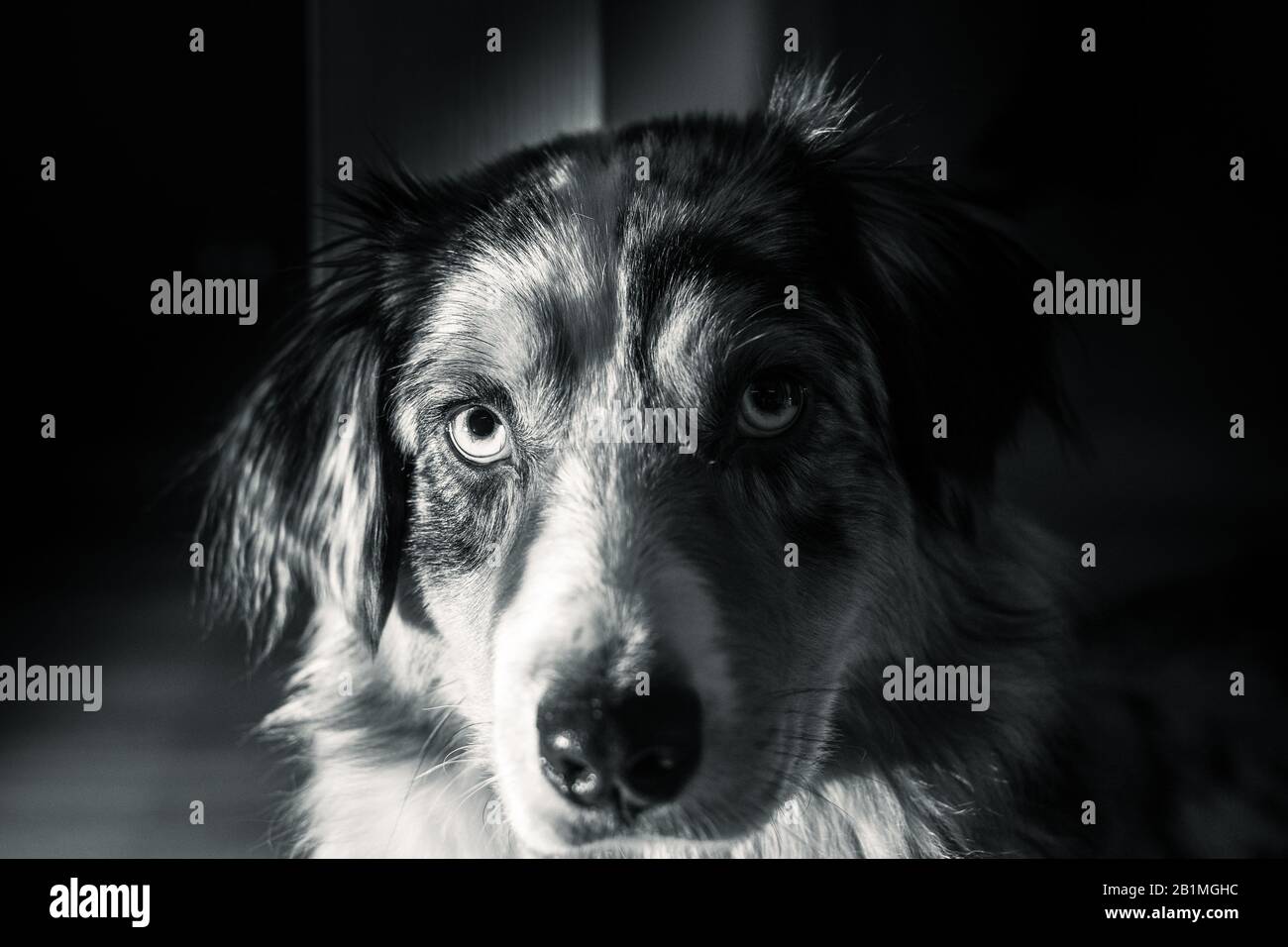 Australian shepherd profile tongue hi-res stock photography and images ...