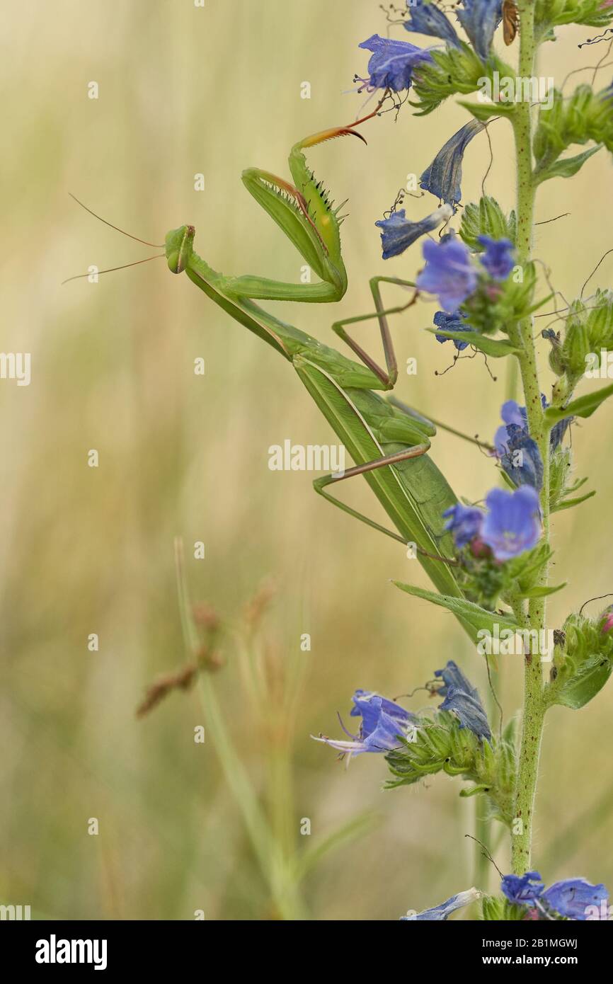 Religiosa hi-res stock photography and images - Alamy