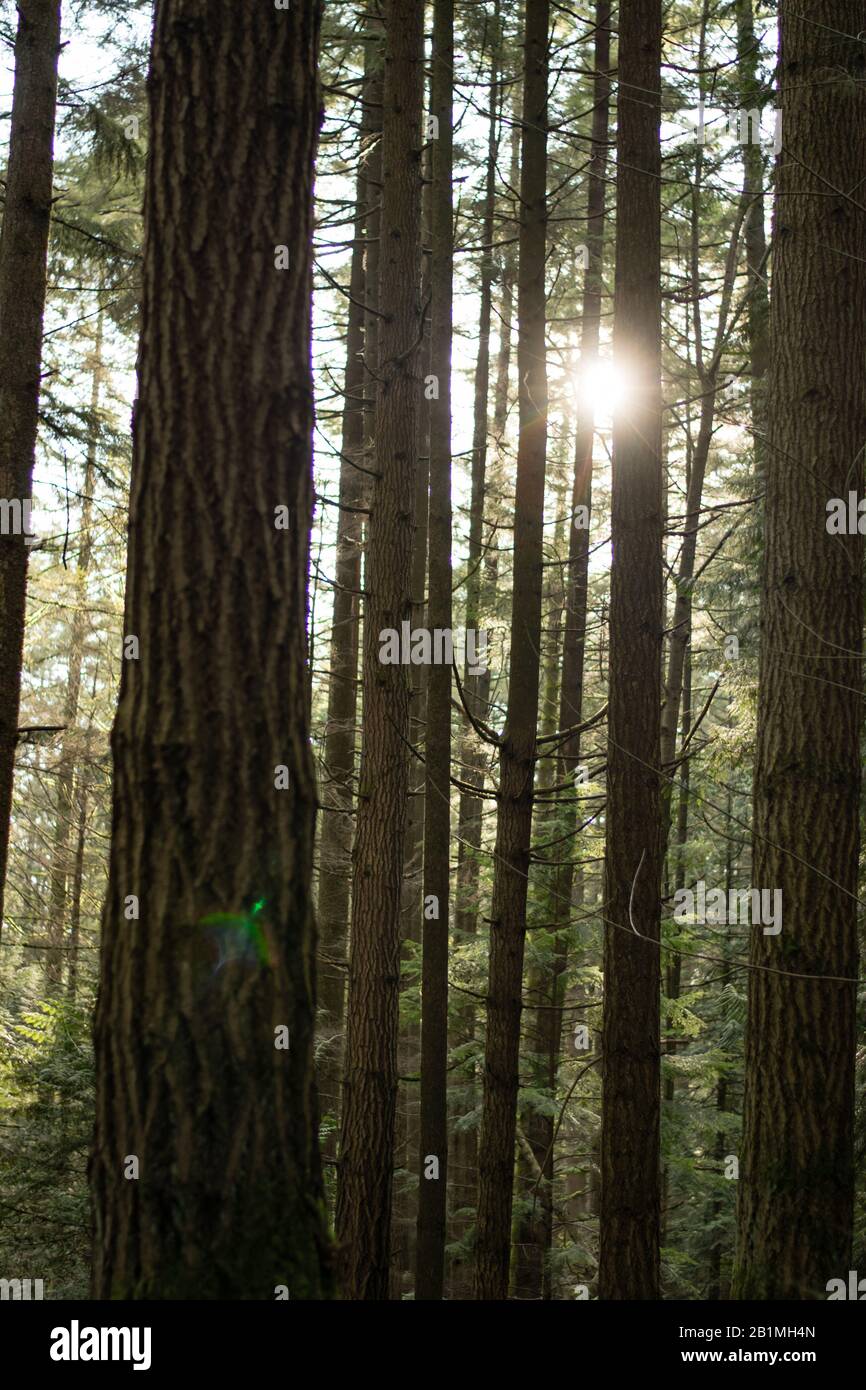 sunlight peeking through the trees in a forest Stock Photo - Alamy