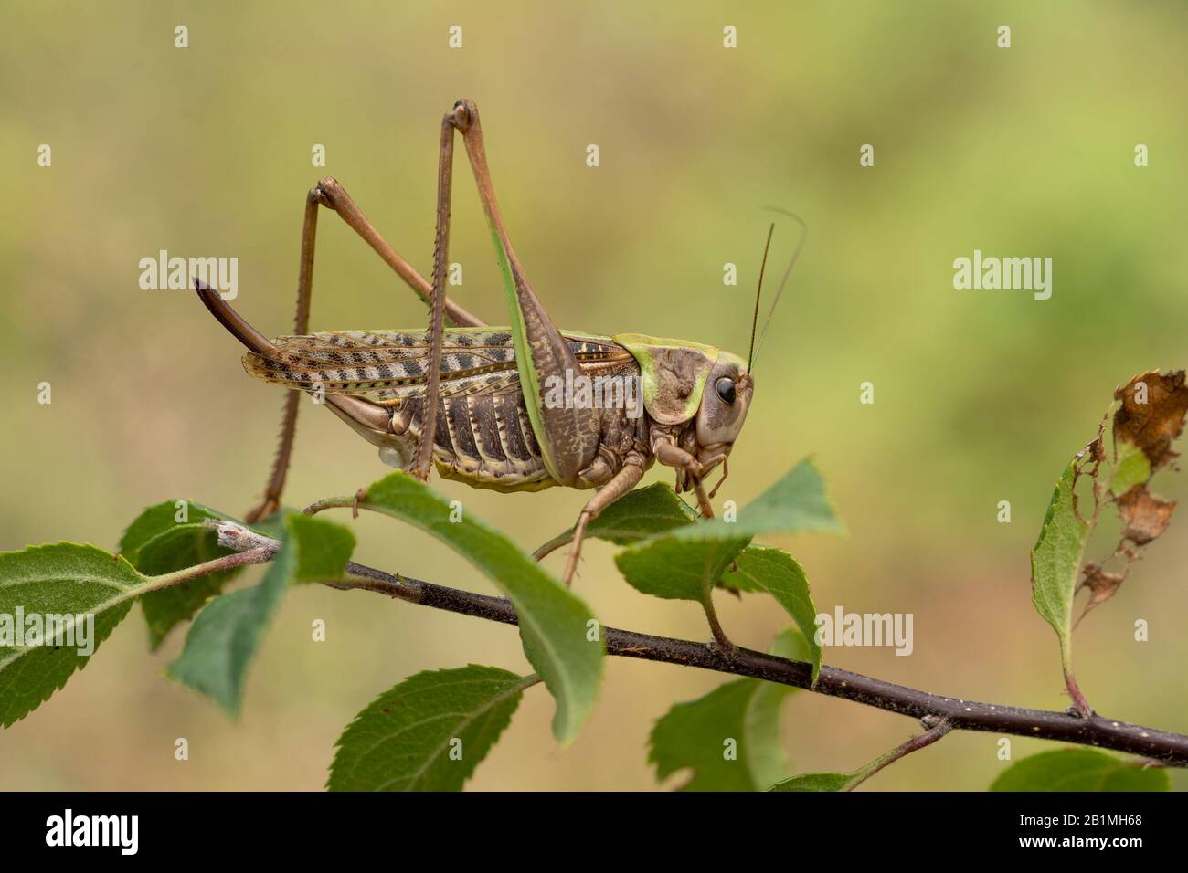 Female of The wart biter grasshopper Decticus verrucivorus in Romania ...