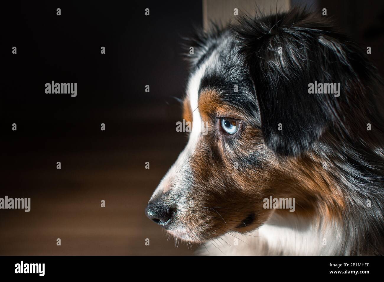 Australian shepherd profile hi-res stock photography and images - Alamy