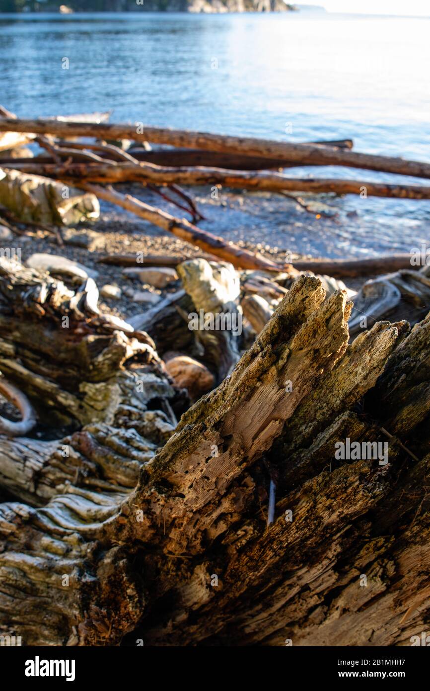 drift wood on beach Stock Photo - Alamy