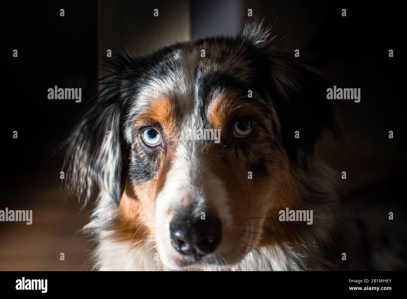 Australian Shepherd dog big face in camera big Stock Photo - Alamy