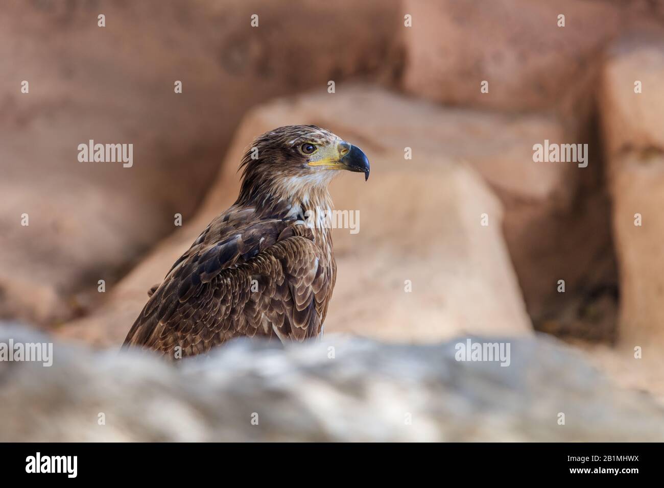 Bald eagle at zoo hi-res stock photography and images - Alamy