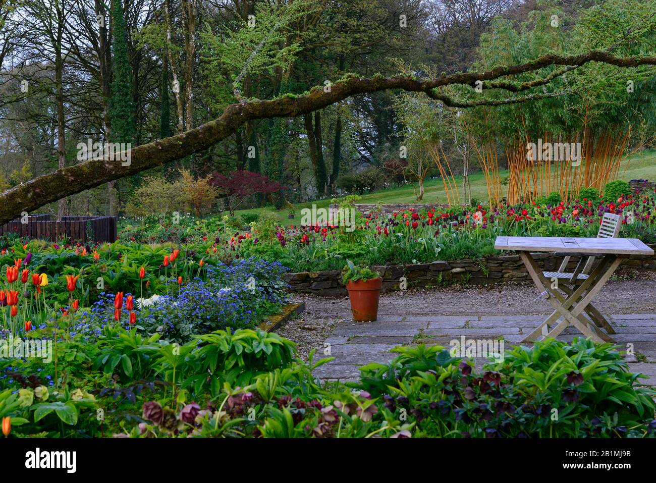 Dawn light,June Blakes Garden,Wicklow,Tulip display,tulips,tulipa,tulip ...