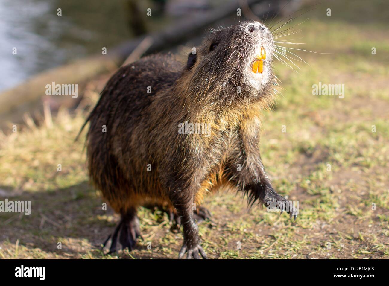 Rat teeth hi-res stock photography and images - Alamy