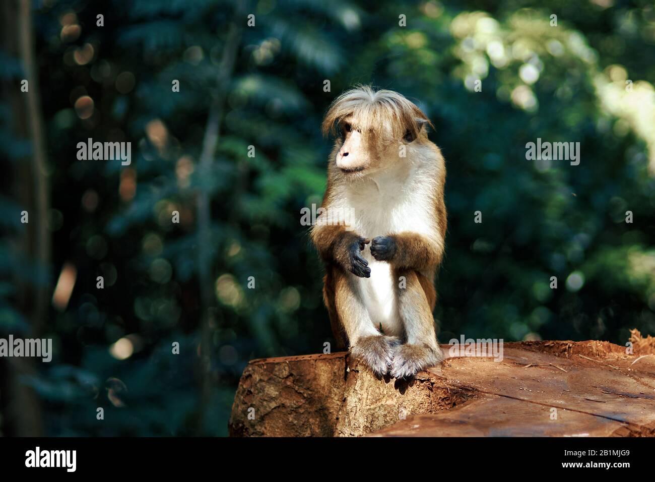 Illustration little white monkey monkey hi-res stock photography and ...