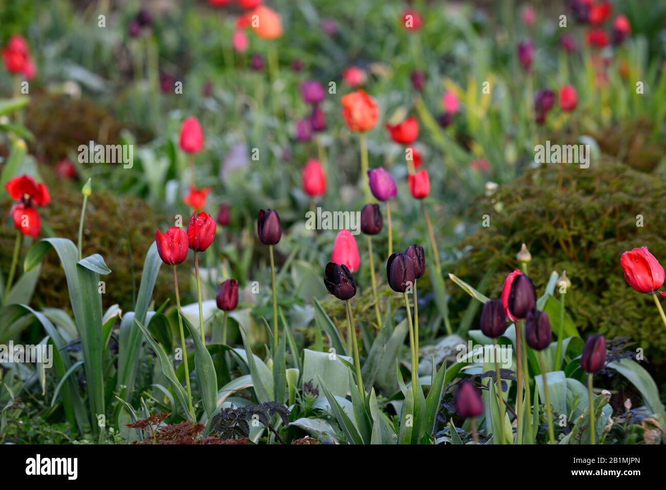 Tulip display,tulips,tulipa,tulip ballerina, tulip paul scherer,tulip ...