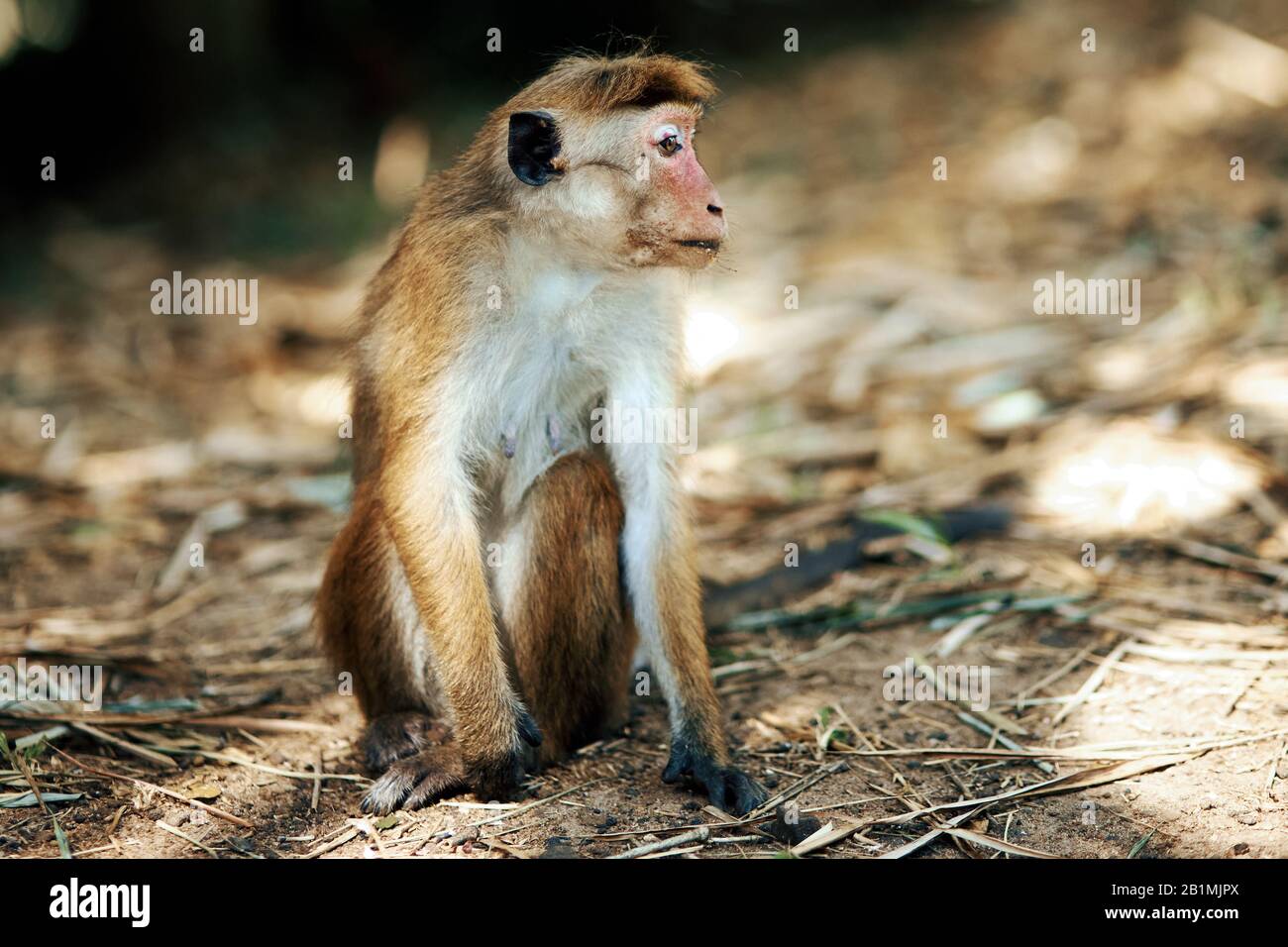 Illustration little white monkey monkey hi-res stock photography and ...