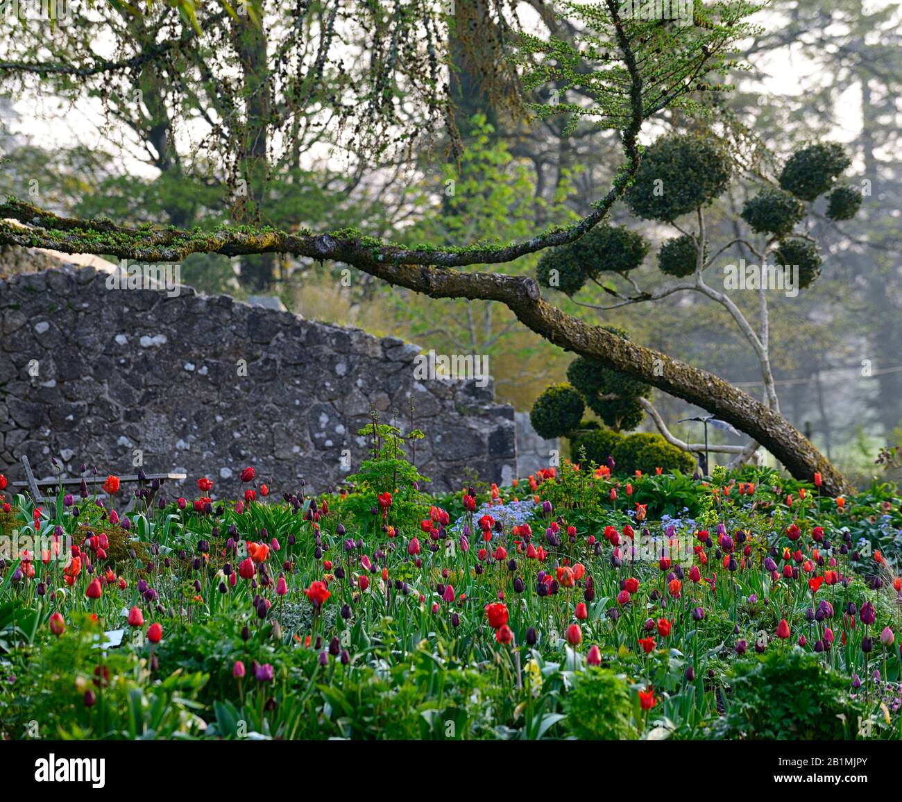 Tulip display,tulips,tulipa,tulip merlot,tulipa continental,tulipa ...