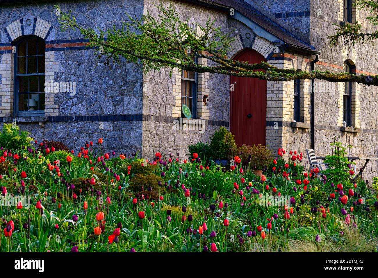 June Blakes Garden,Wicklow,Tulip display,tulips,tulipa,tulip merlot ...