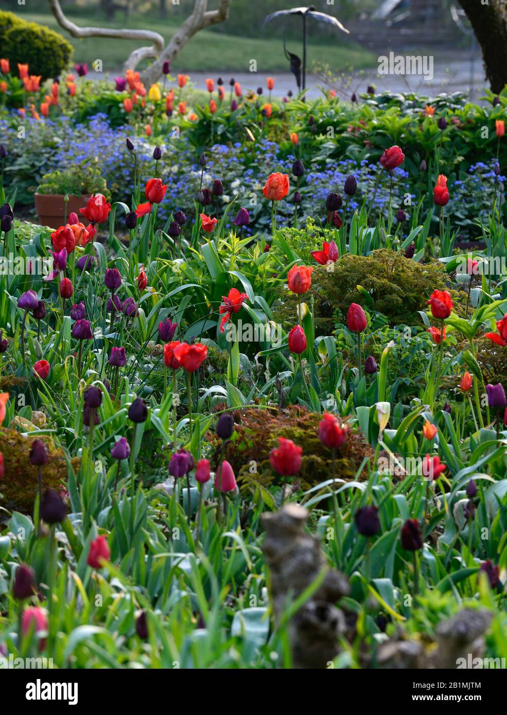 Tulip display,tulips,tulipa,tulip merlot,tulipa continental,tulipa ...