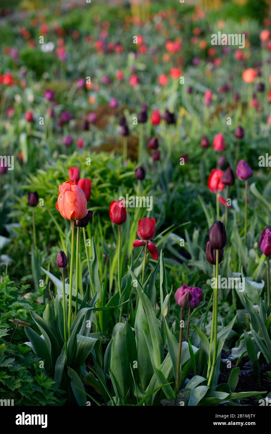 Tulip display,tulips,tulipa,tulip ballerina, tulip paul scherer,tulip ...