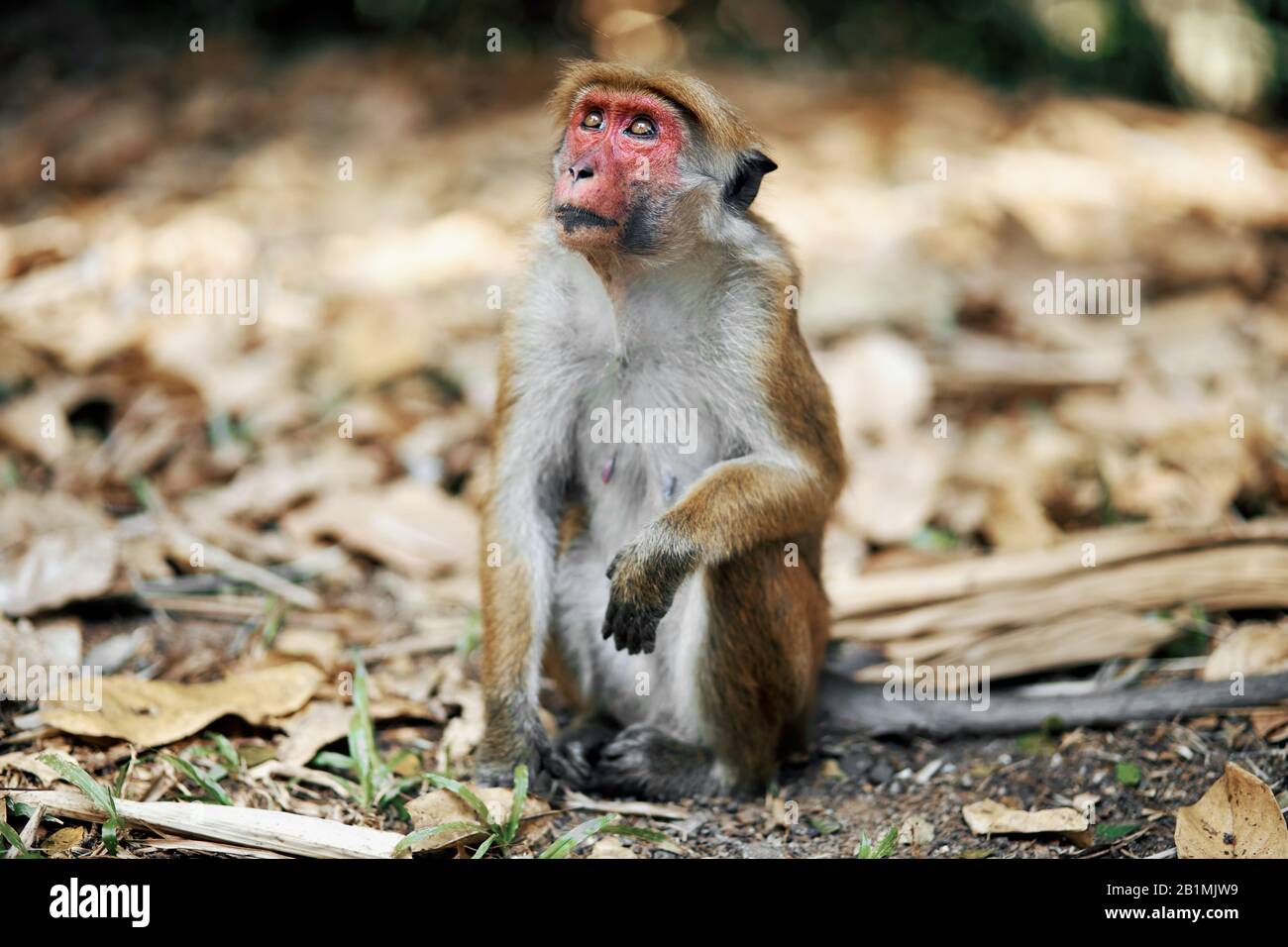 Monkey Hanging High Resolution Stock Photography and Images - Alamy