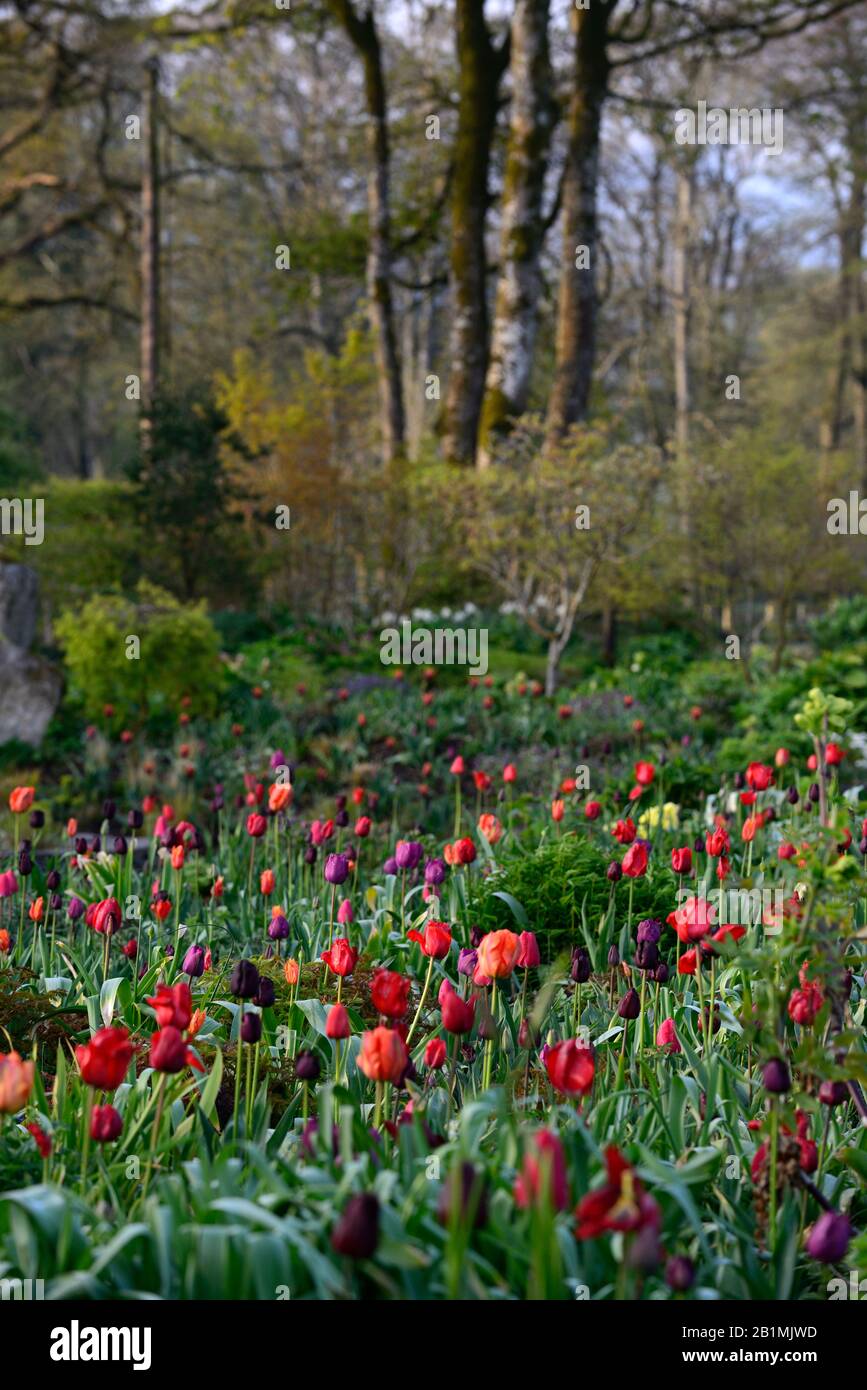 Tulip display,tulips,tulipa,tulip ballerina, tulip paul scherer,tulip ...