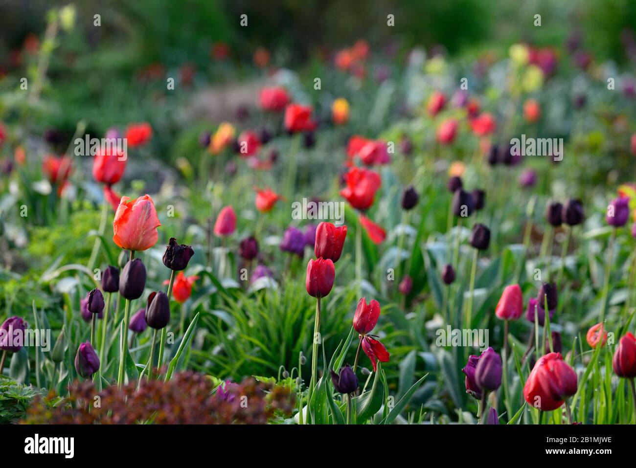 Tulip display,tulips,tulipa,tulip ballerina, tulip paul scherer,tulip ...