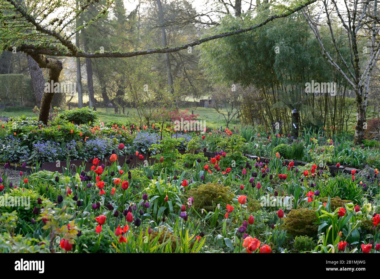 Tulip display,tulips,tulipa,tulip merlot,tulipa continental,tulipa ...