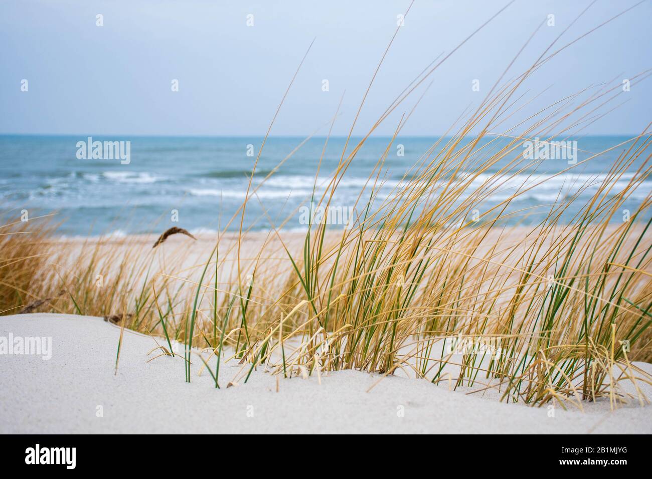 Rough sea with waves and sandy beach with reeds and dry grass Stock ...